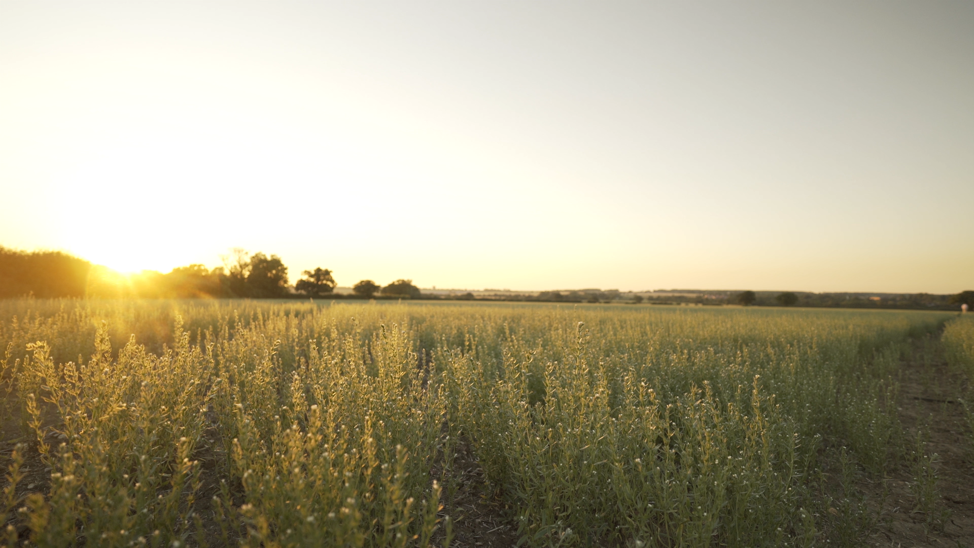 Vegan omega-3-6-9 oil from Ahiflower® | MarisOmega